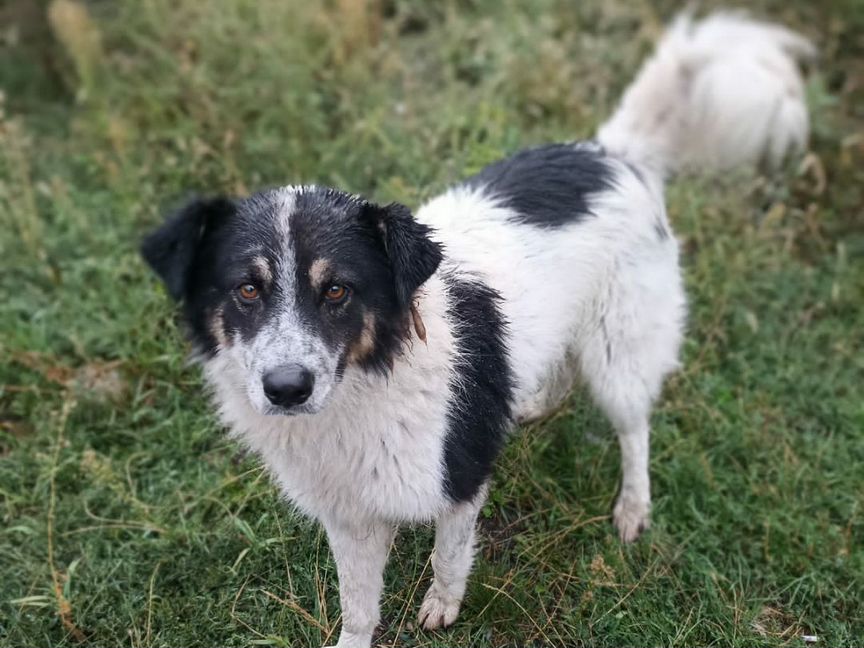 Мухтар ищет хозяина