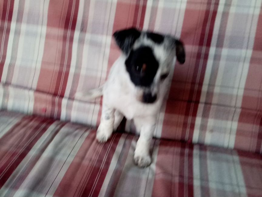 Щенок девочка метис