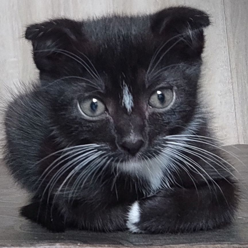 Котятки