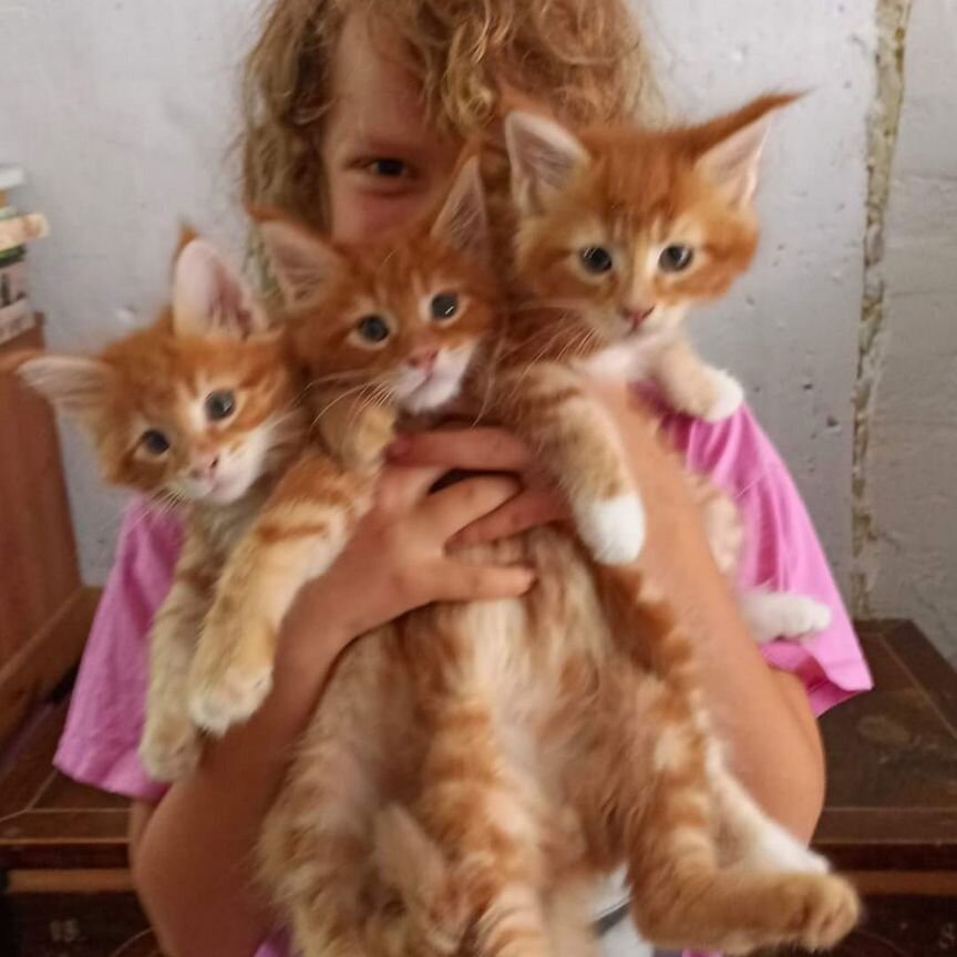 Котята мейн-кун