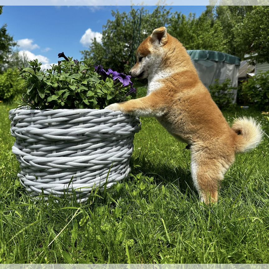 Продаются щенки Сиба-ину 06.04.2024