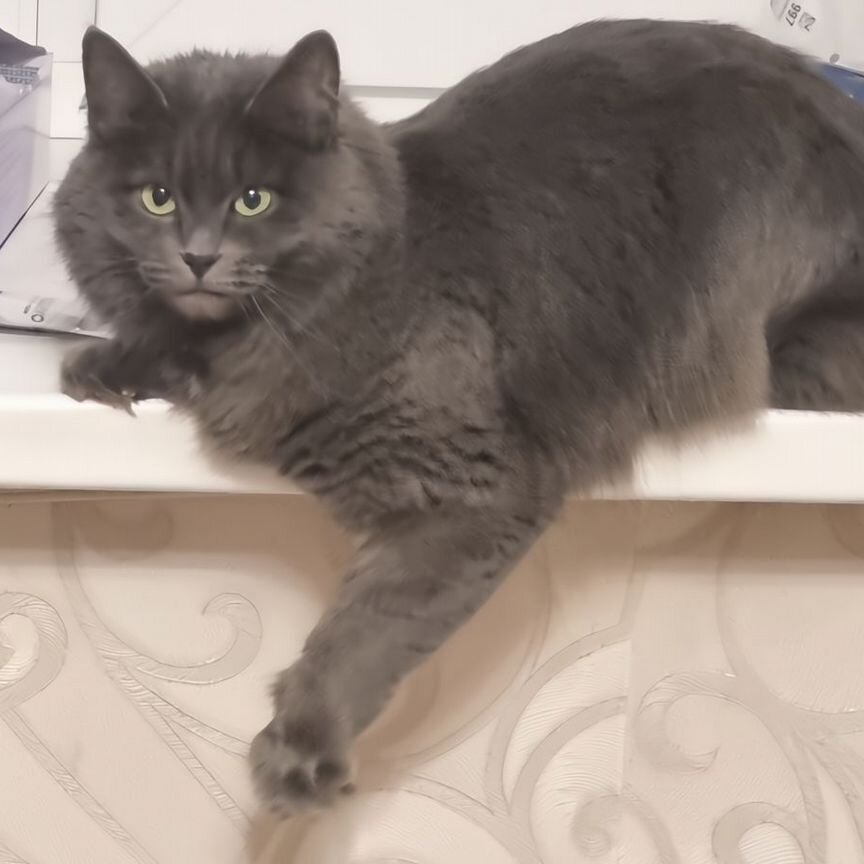 Взрослая, кошка в добрые руки