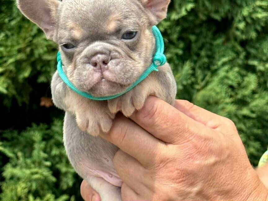 Французский бульдог нежно лиловый с изабелла