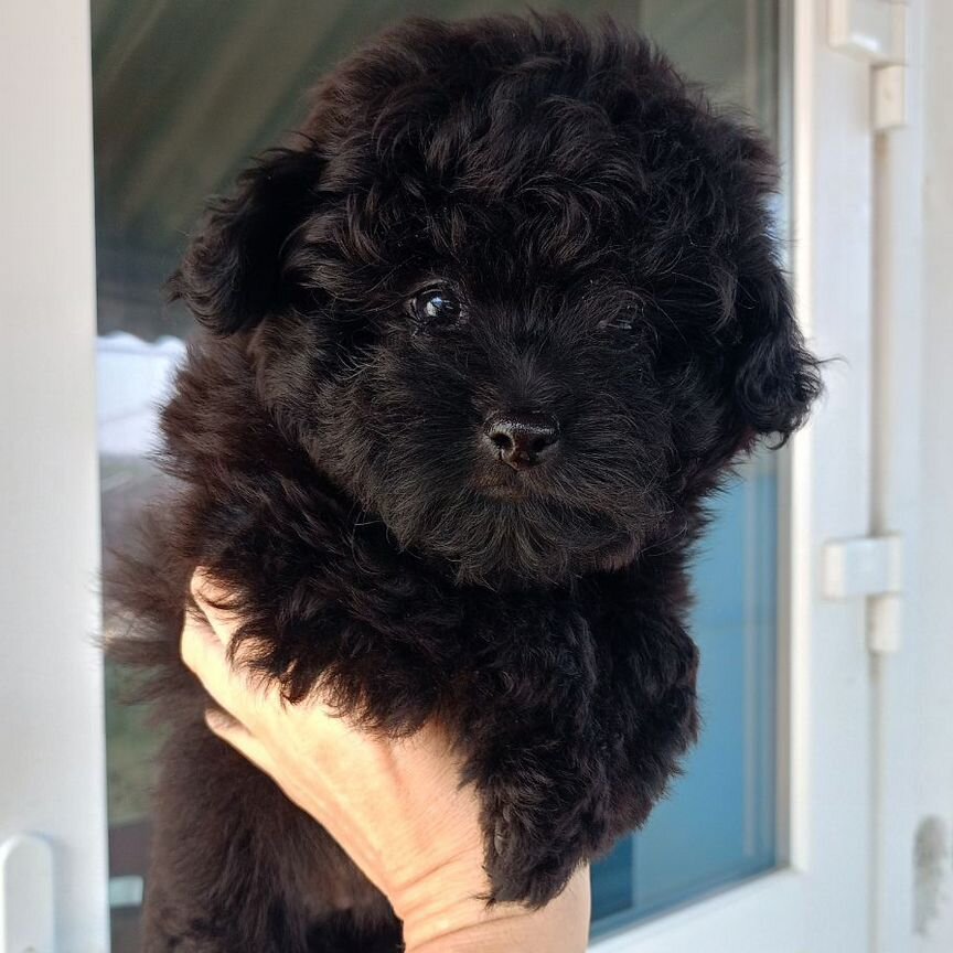 Мальтипу, щенок