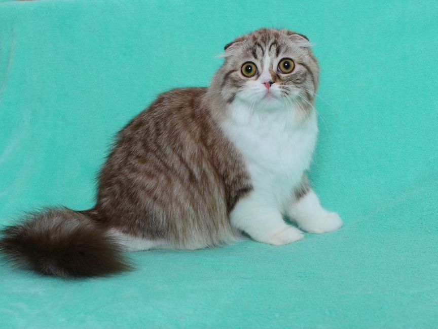 Шотландская длинношерстная кошка