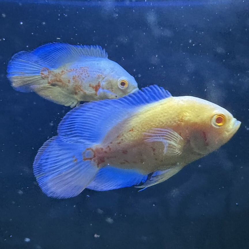 Астронотус тигровый альбинос