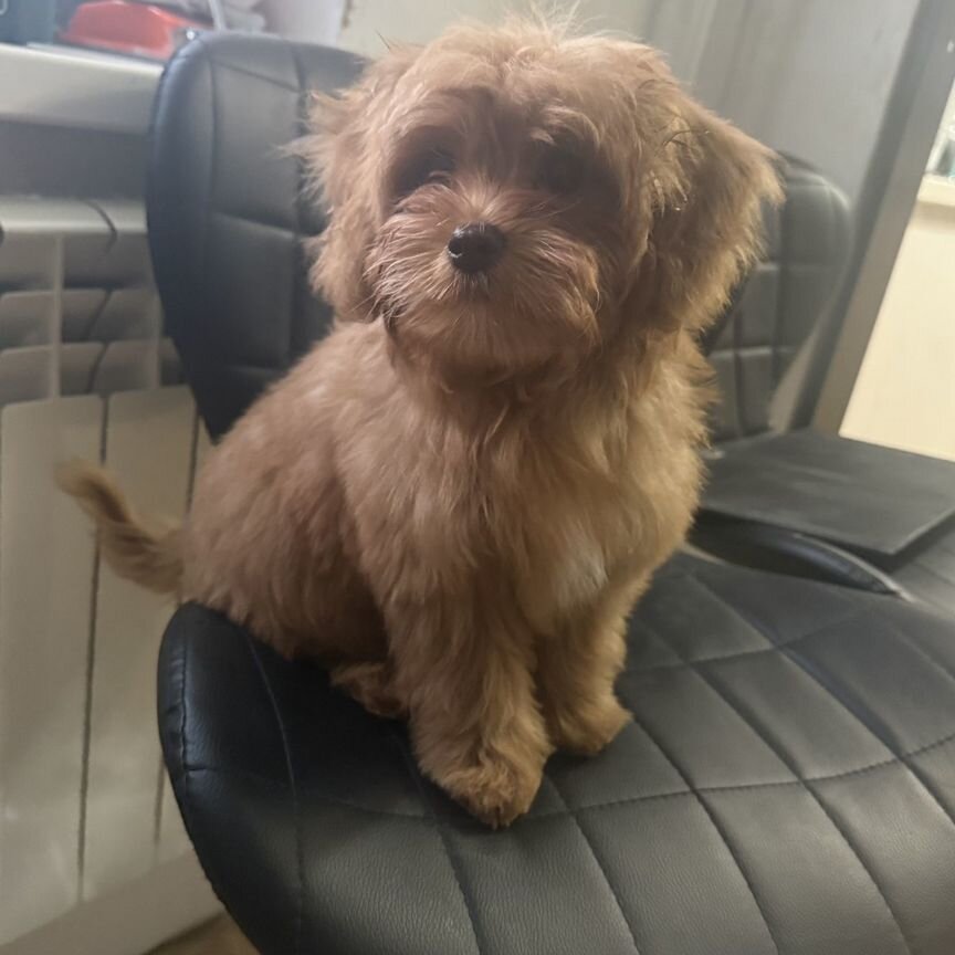 Мальтипу, щенок