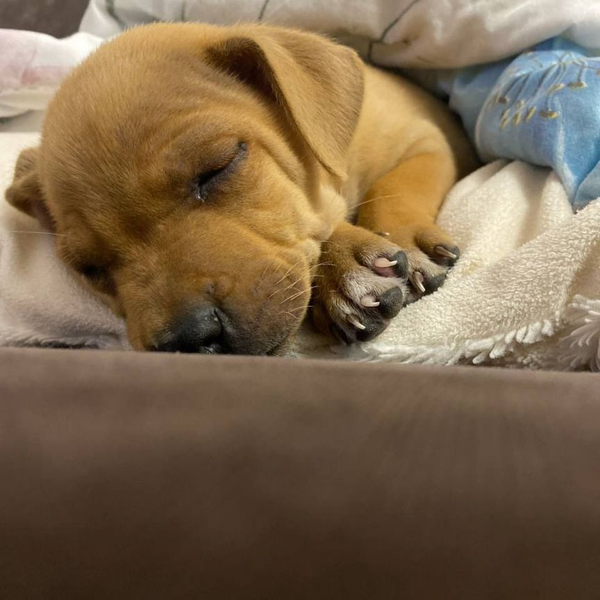 Американский стаффорд