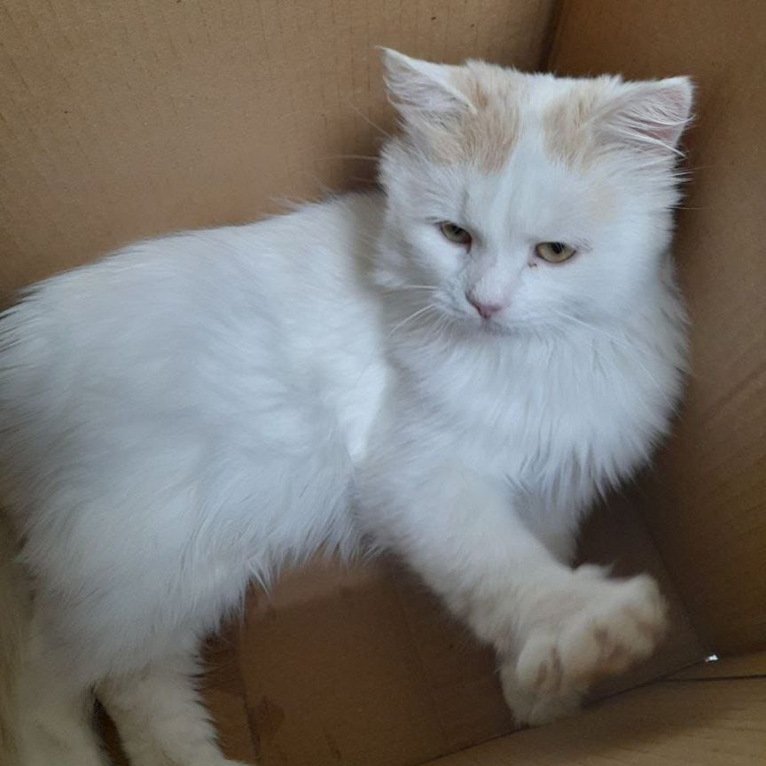 Кот