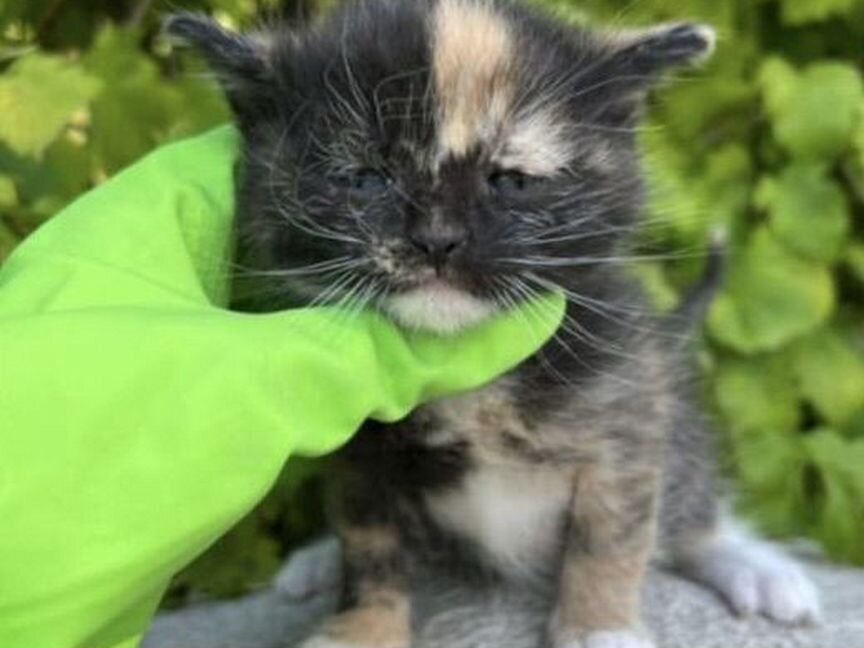 Котенок в дар бесплатно