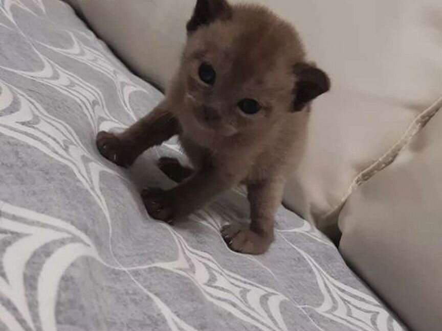 Бурманские котята