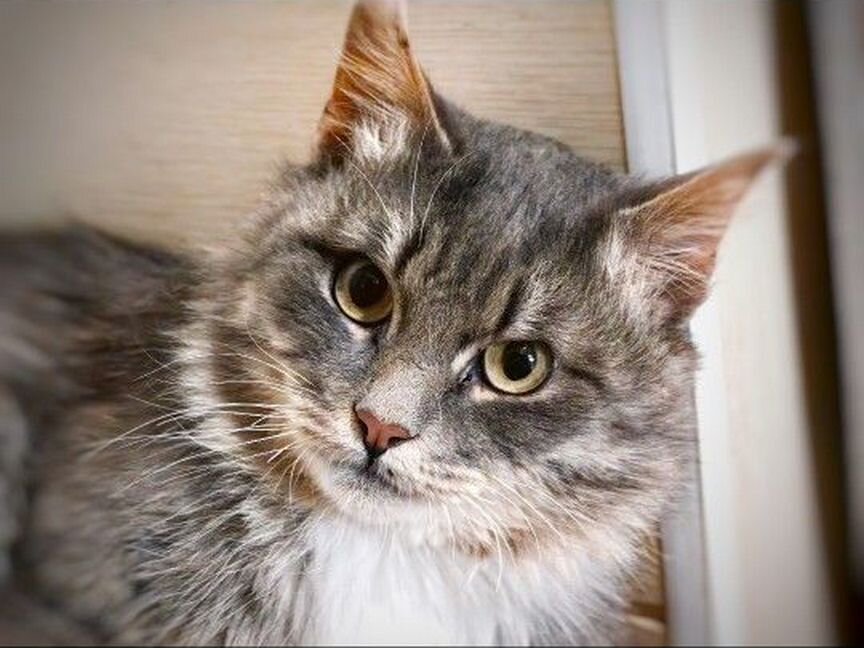 Кот в добрые руки