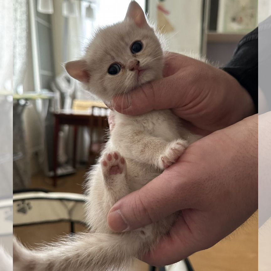 Британская шиншилла котята