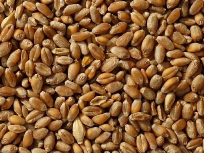 Продам зерно пшеницы