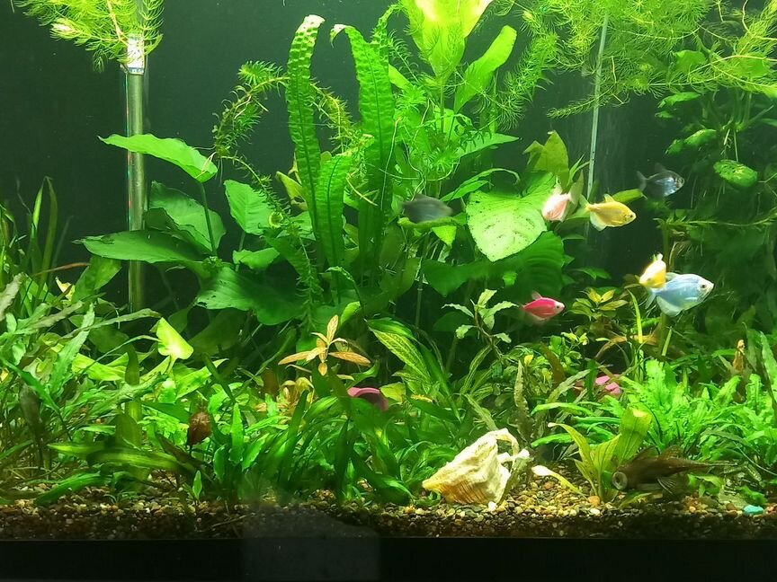Растения для аквариума