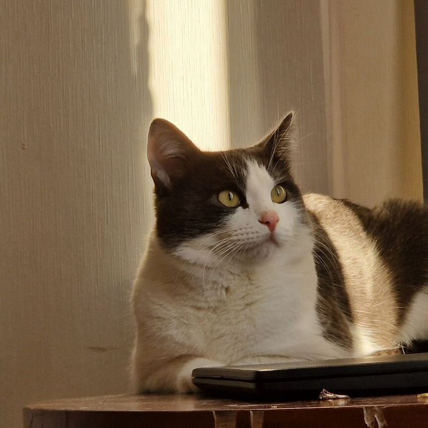 Супер кот