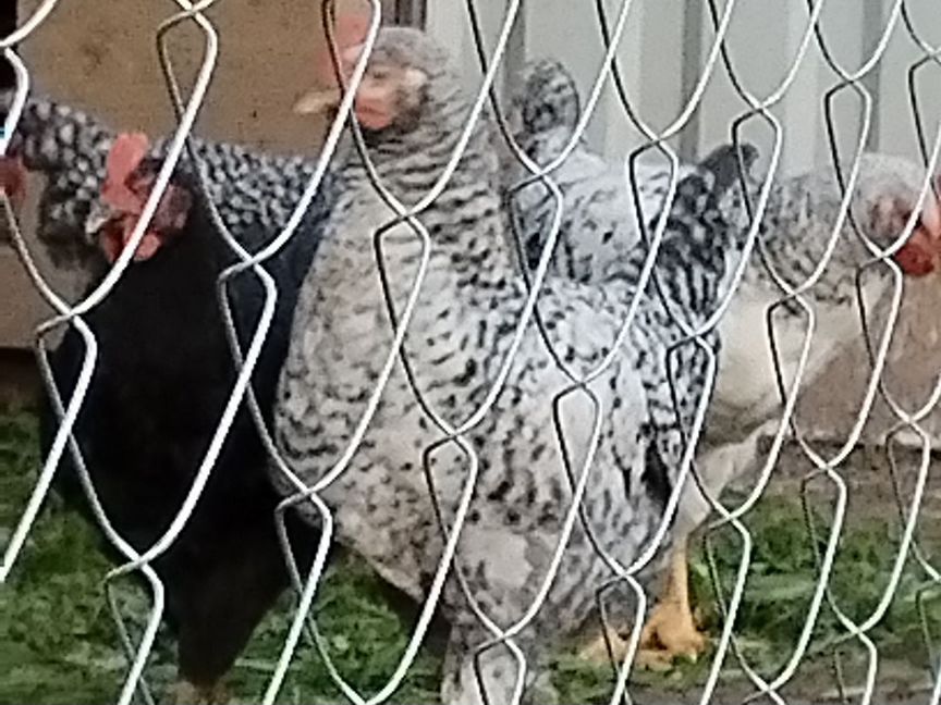 Петухи породы Доминант