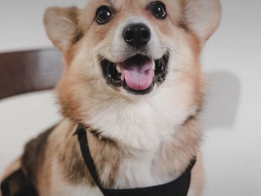 Фартук-попона для собак/напузник для собак/фартук