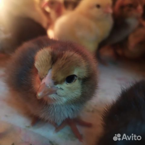 Цыплята запись на вывод 2 Апреля (домашние)