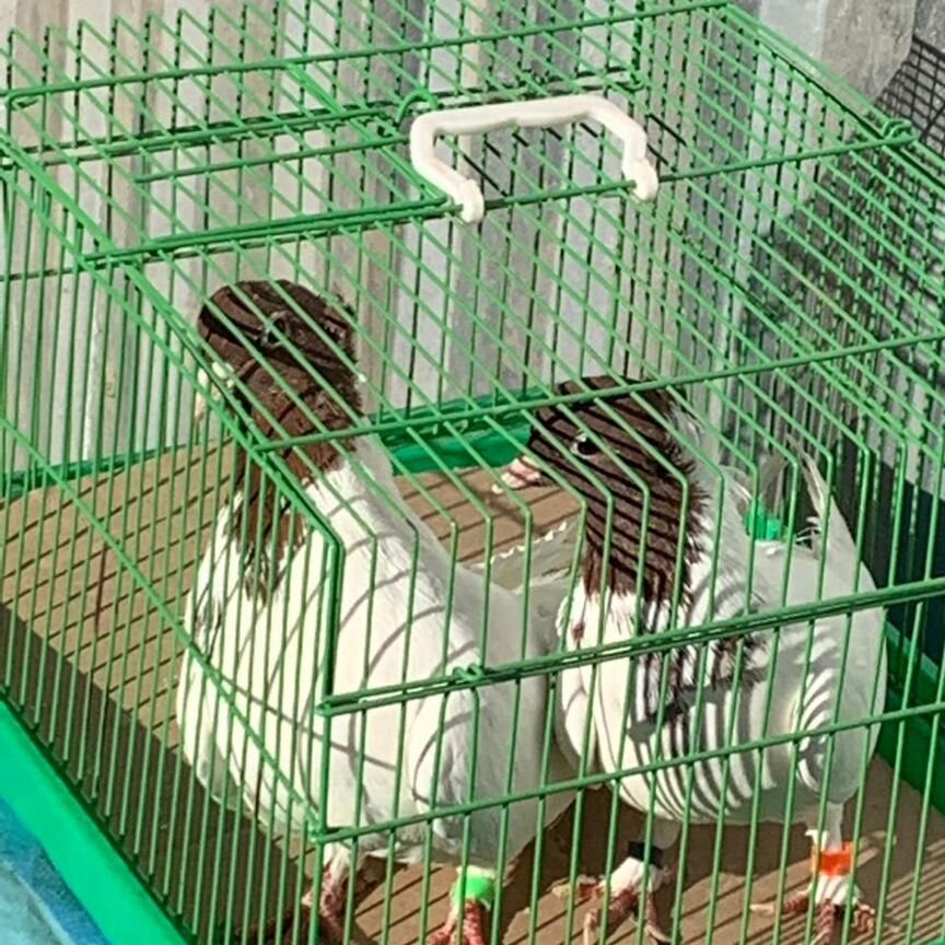 Головатые голуби