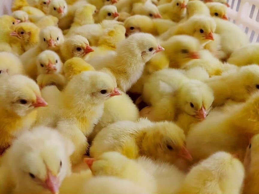 Суточные цыплята бройлера кобб 500