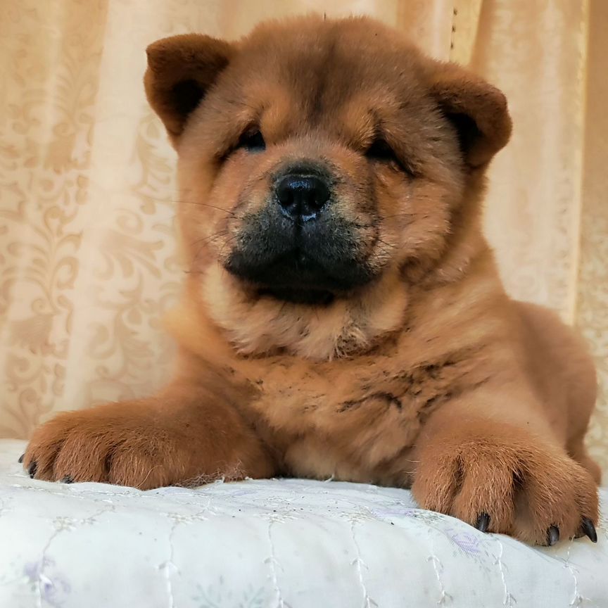 Смуфы ярко красные