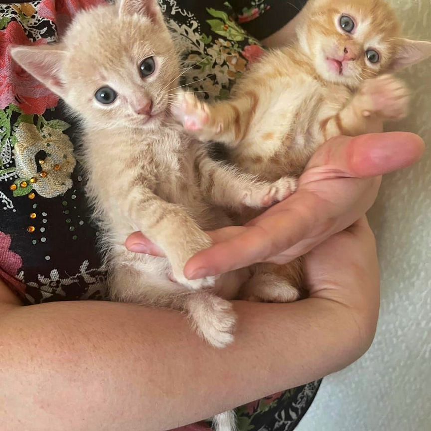 Котята в добрые руки