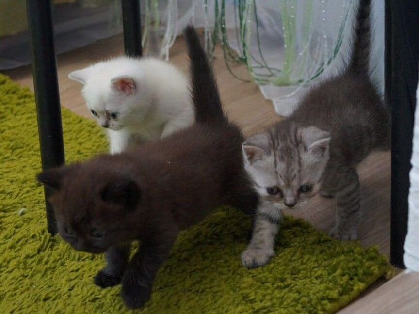 Шотландские котята