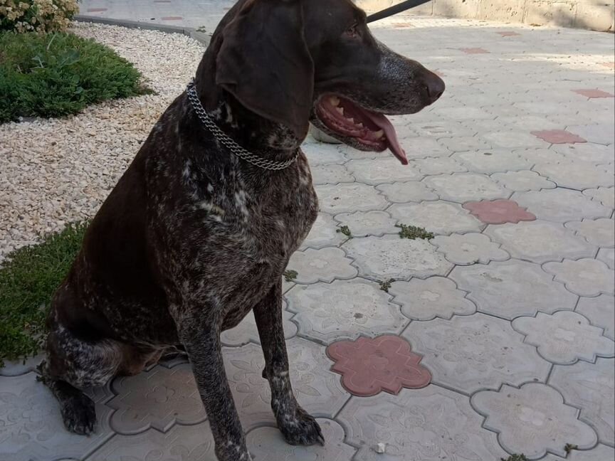 Курцхаар найден