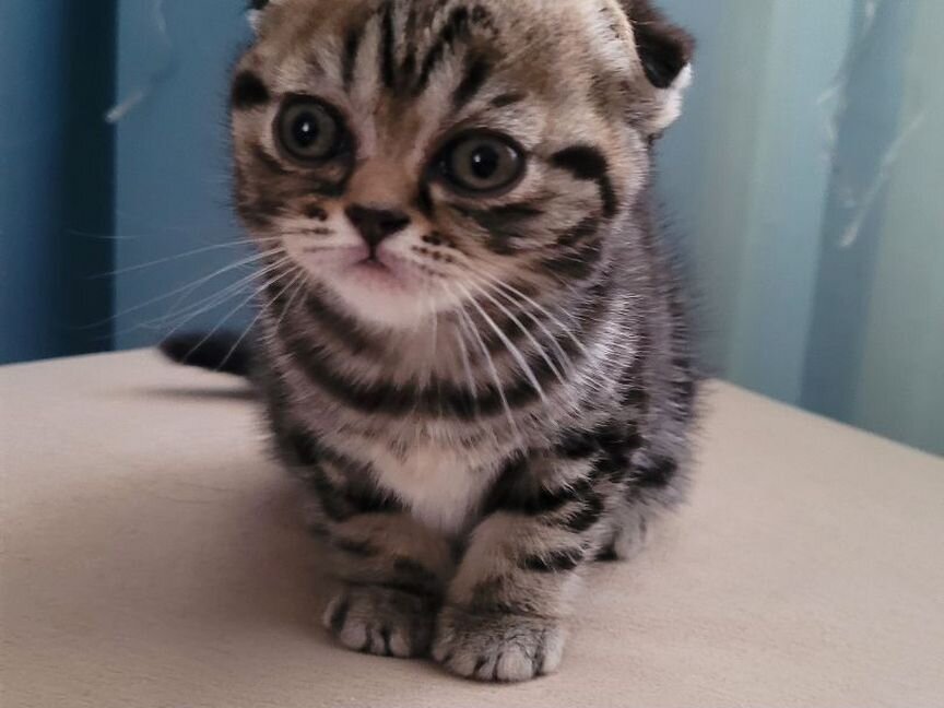 Шотландская вислоухая кошечка котенок