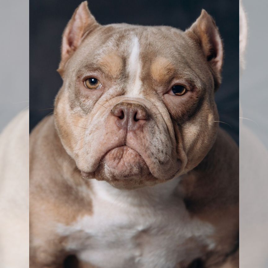 Американский булли, взрослая собака