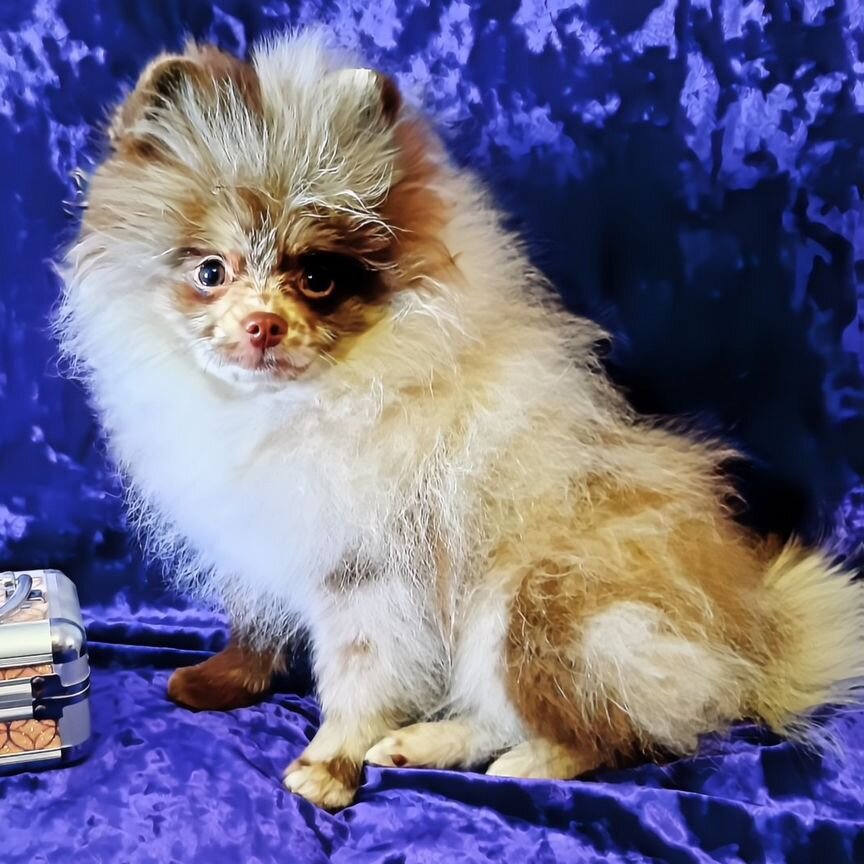 Померанский шпиц, щенок