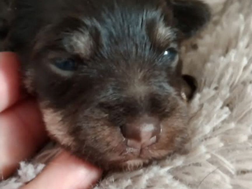 Девочки шоколадки