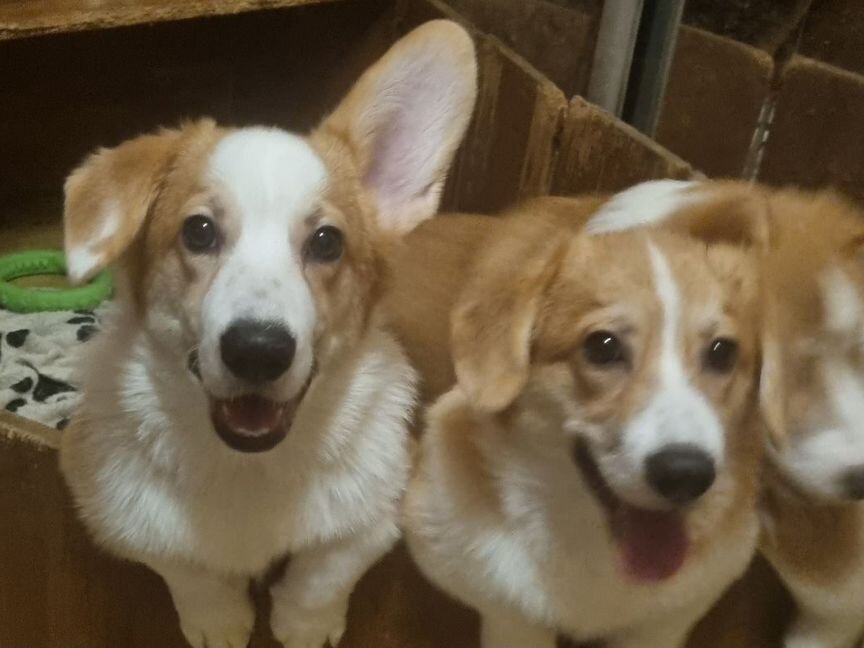 Щенки корги