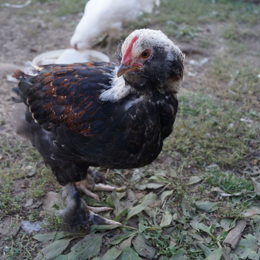 Петушки фавероль