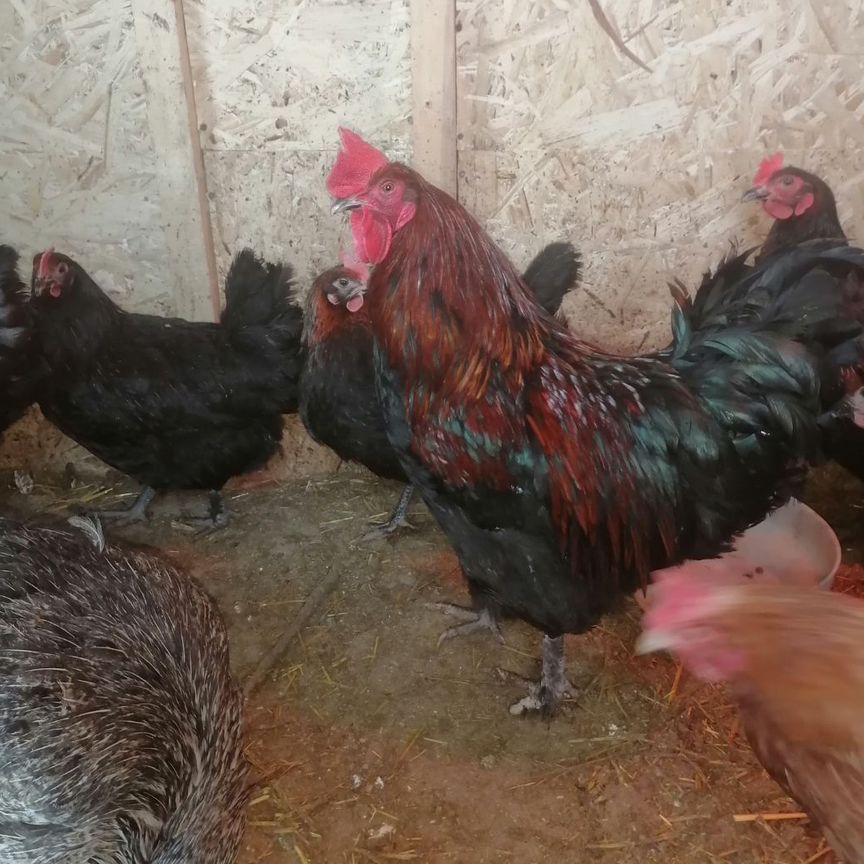 Петухи породистые на стаю