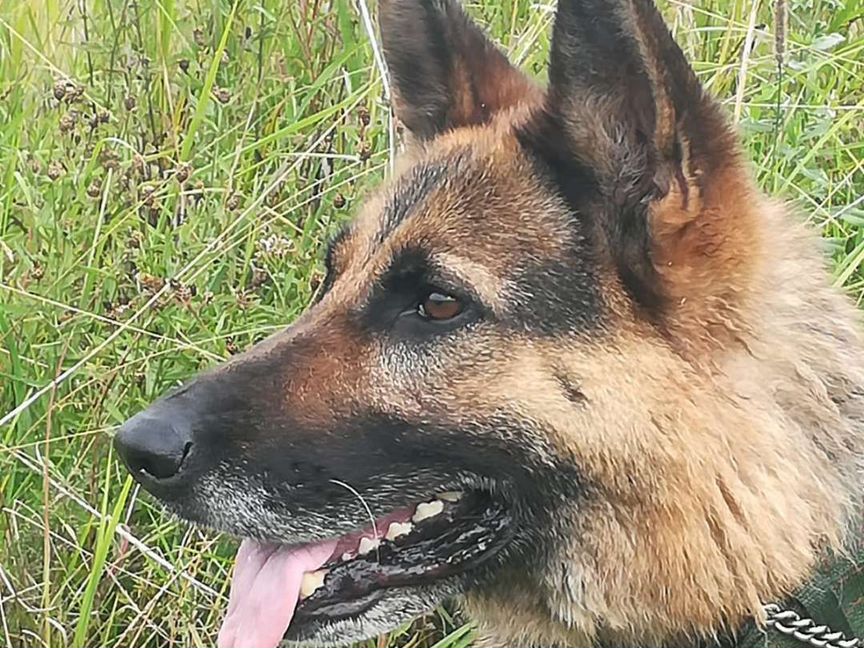 Умная, верная, классная. Бесплатно