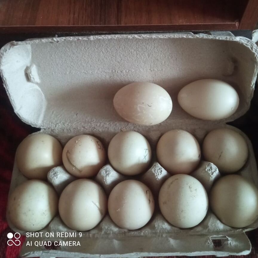 Утиные яйца на инкубацию