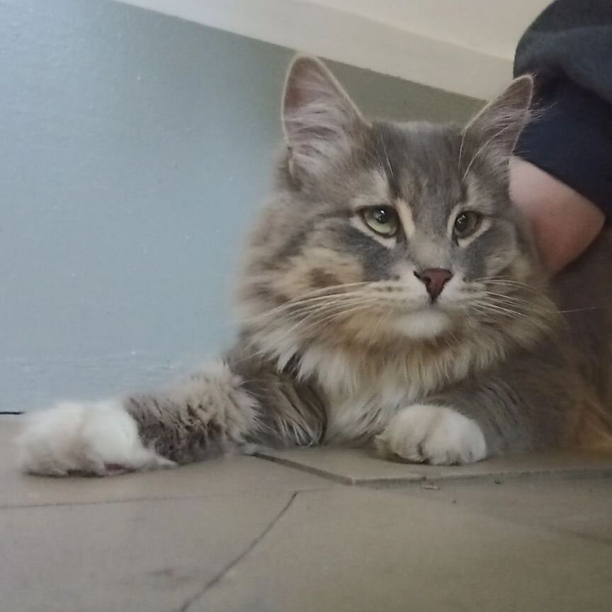 Котик в добрые руки