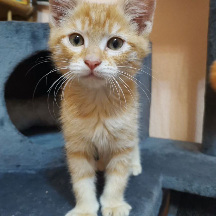 Котенок в добрые руки