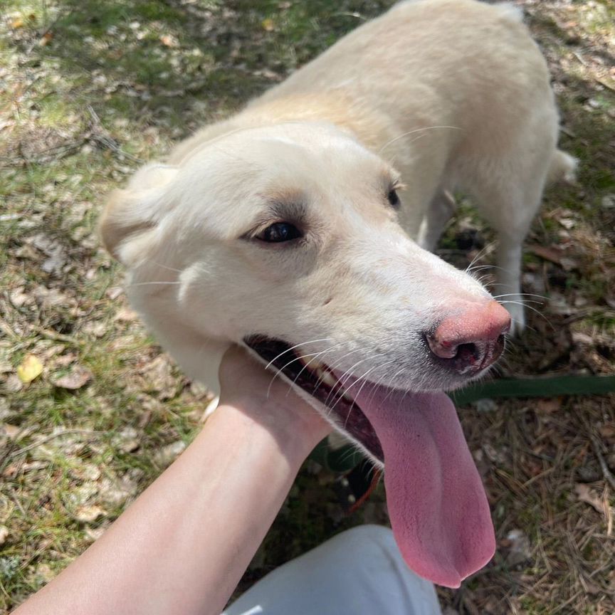 Собака бесплатно