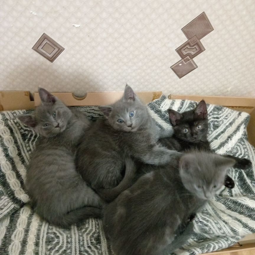 Котятки)