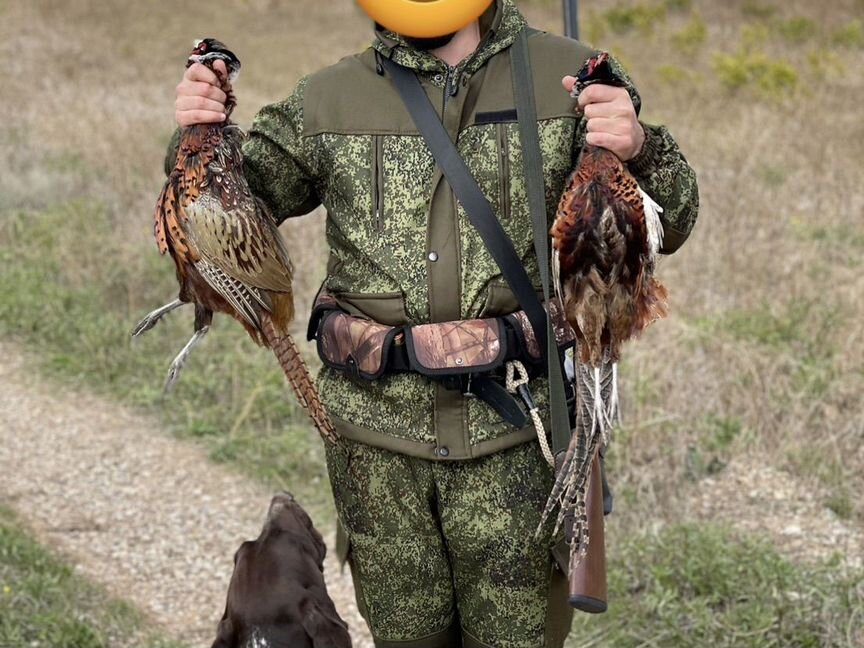 Щенки курцхаара