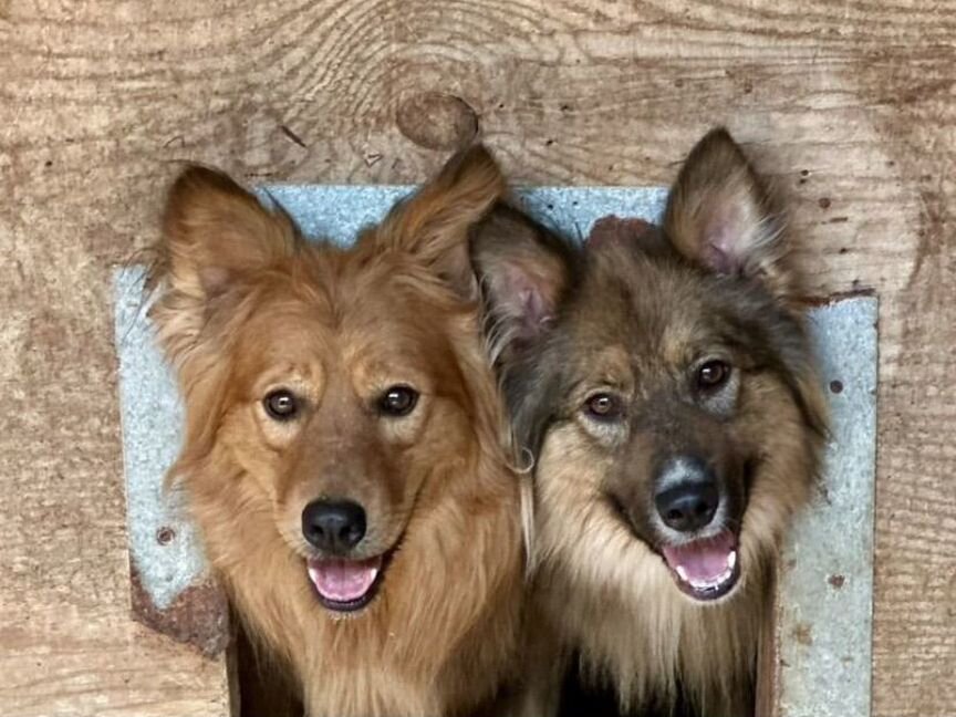 Собаки из приюта