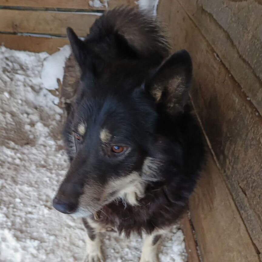 Лайка, взрослый пёс