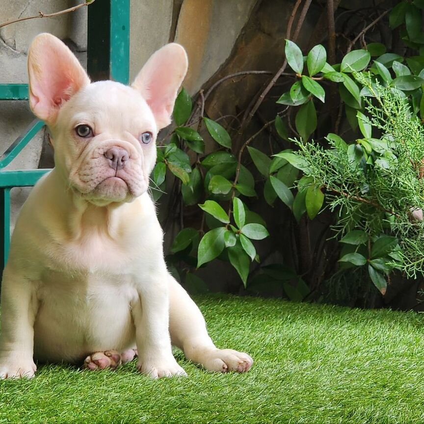 Дружочек на Новый год