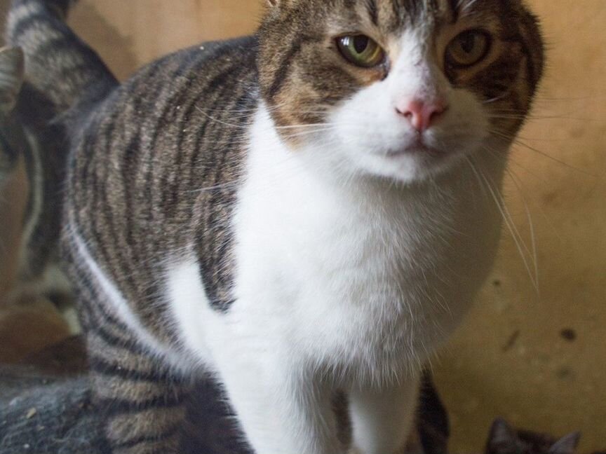 Отдам кота Лютик бесплатно