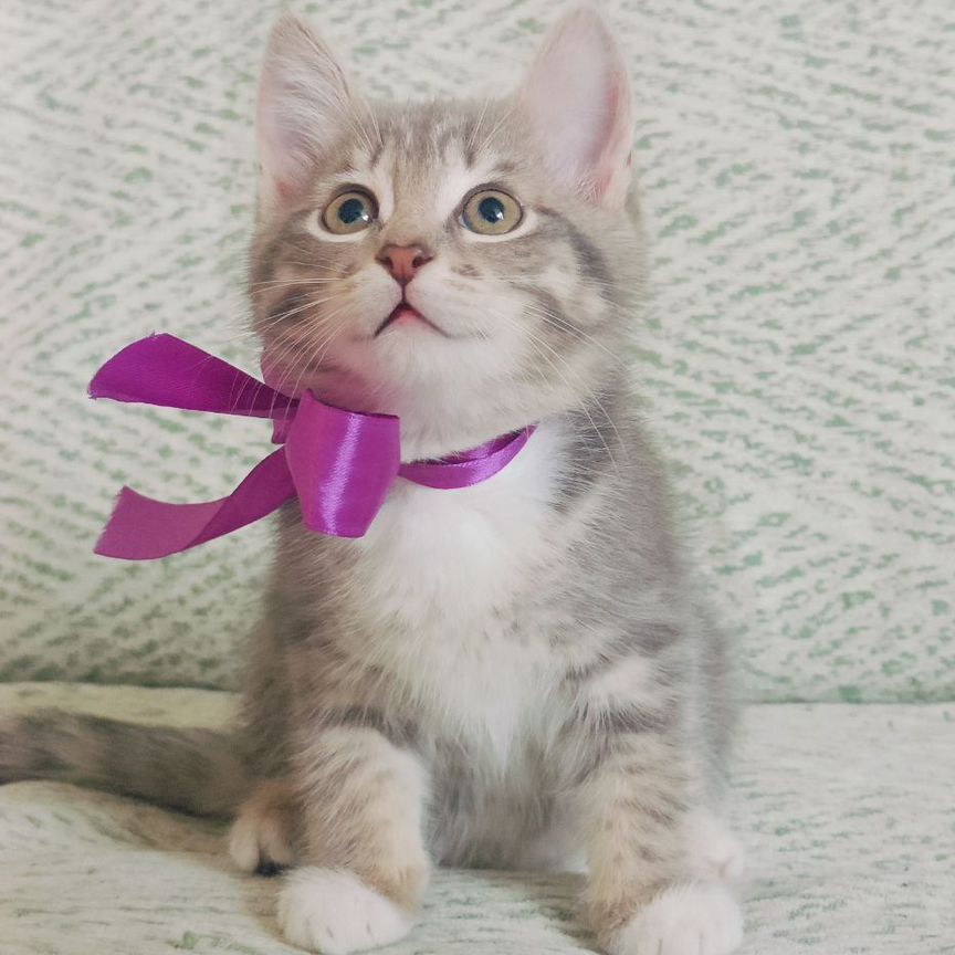 Котёнок в добрые руки