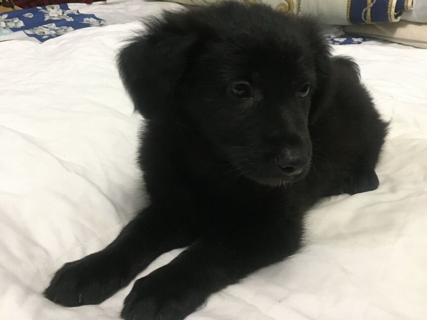 Щенки в добрые руки