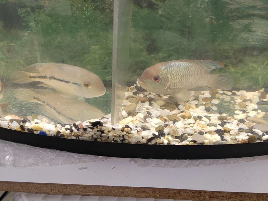 Аквариумные рыбки